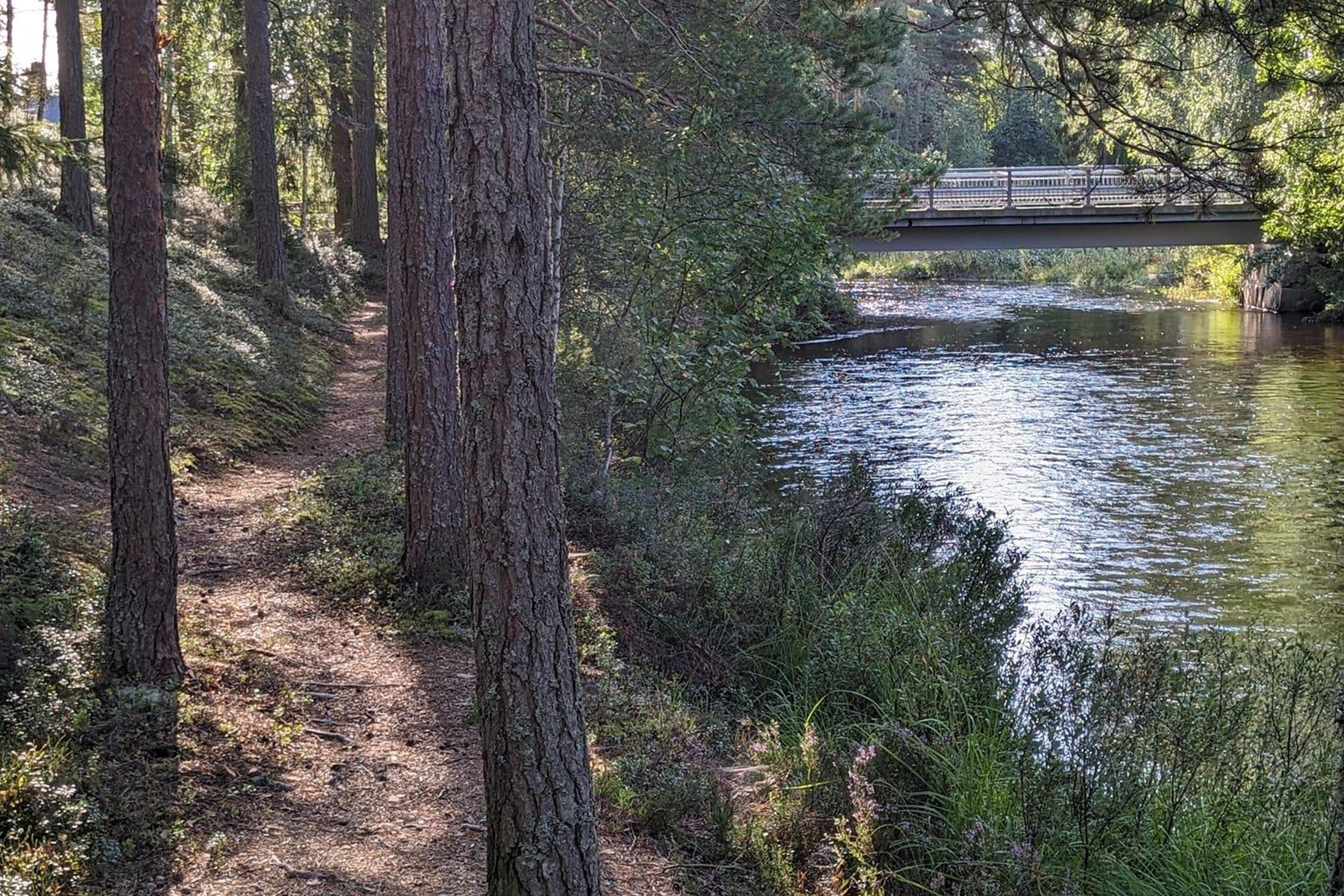 Stisykling på Finnskogen - Visit Øst-Norge